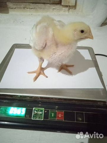 Цыплята бройлеры, инкуб. Яйцо