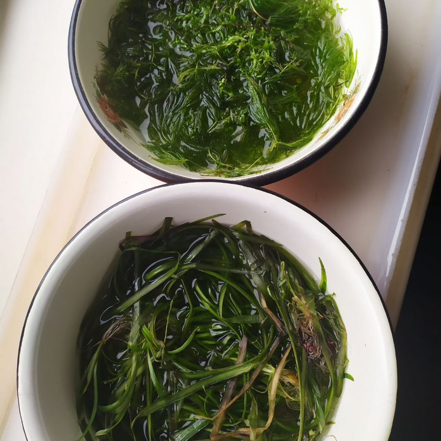 Аквариумное растение