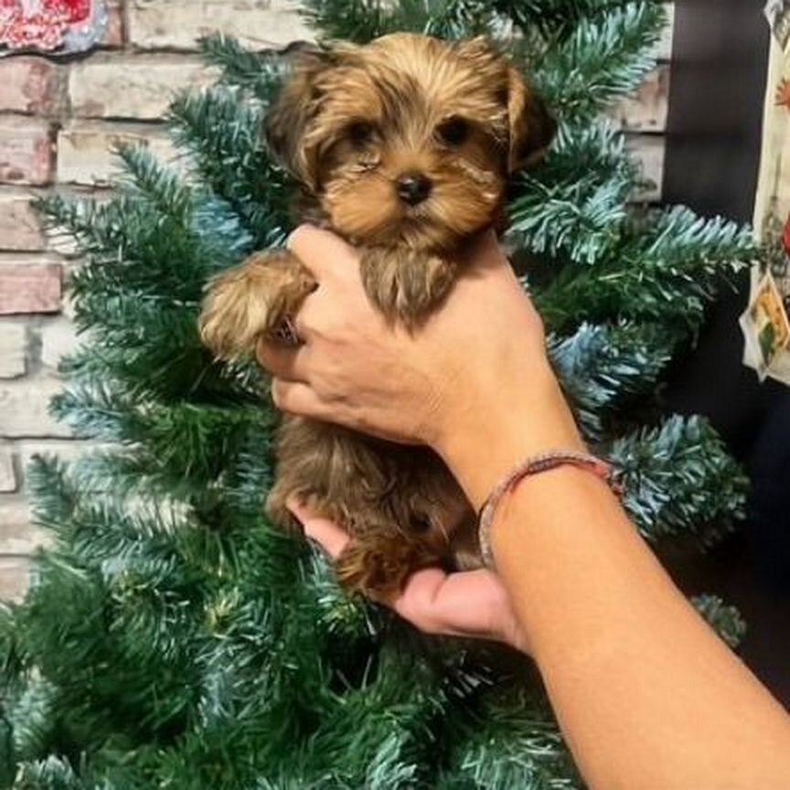 Йоркширский терьер, щенок