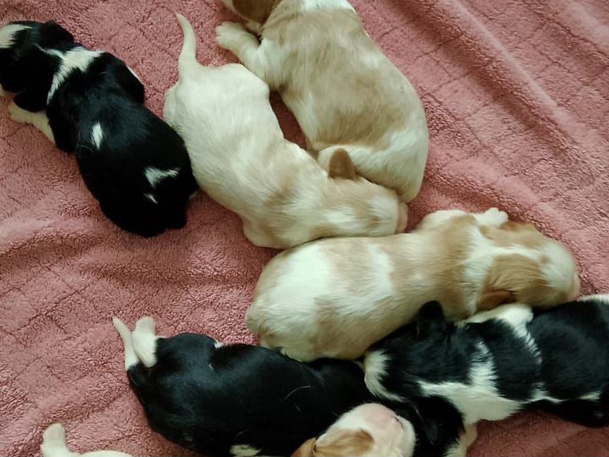 Кавалер кинг чарльз спаниель