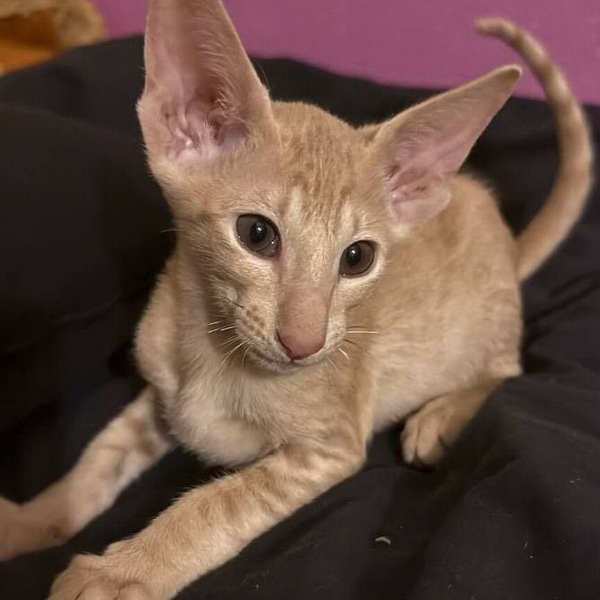 Ориентальный котёнок