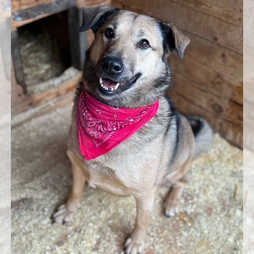 Взрослая собака в добрые руки