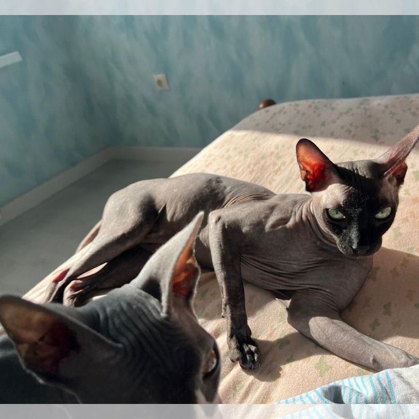 Канадский сфинкс, взрослый кот