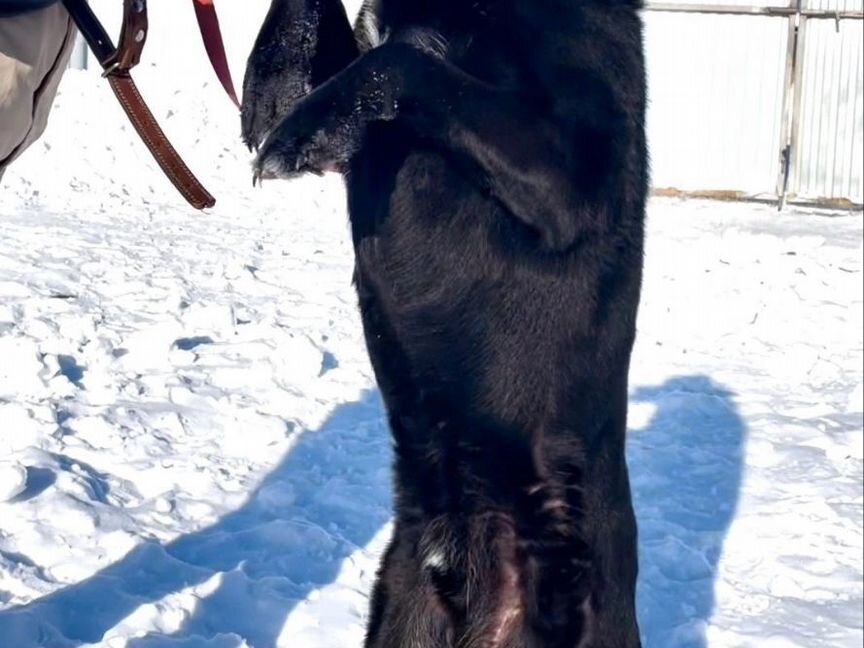 Собака в добрые руки