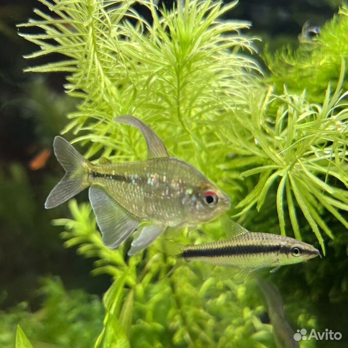 Тетра бриллиантовая