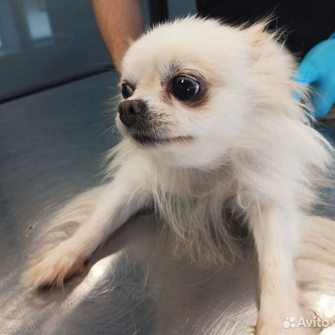 Шпицуля Айва ищет дом