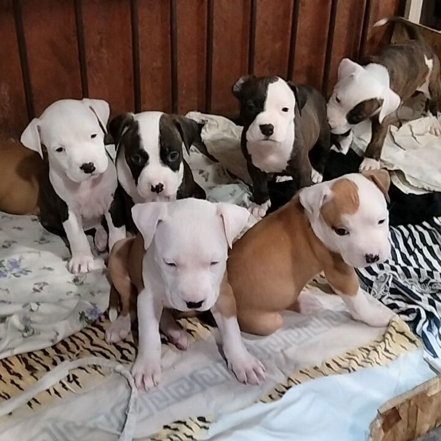 Стаффордширский терьер