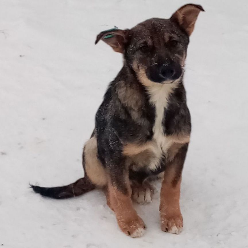 Щенок в добрые руки