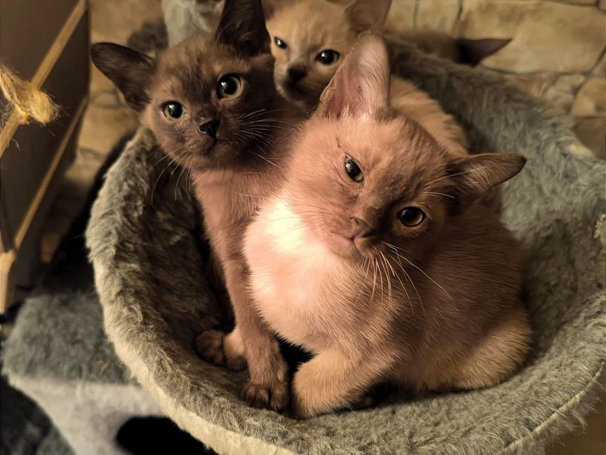 Котята европейской бурмы