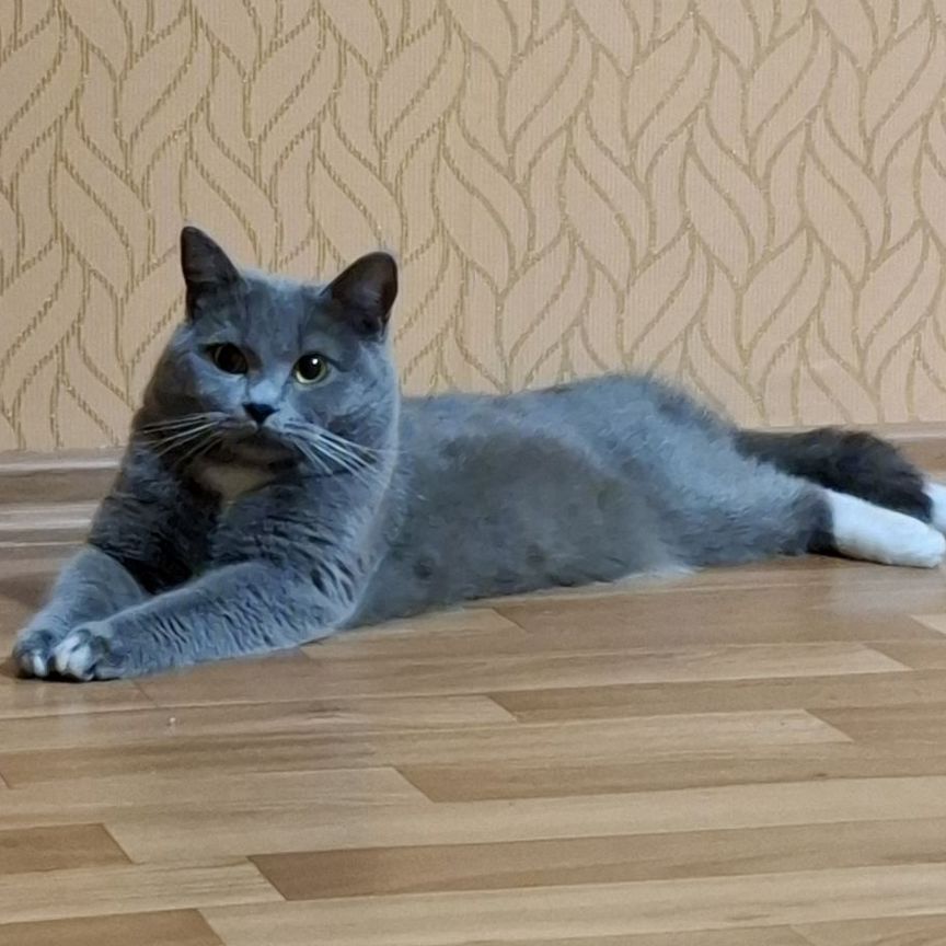 Котик Британец ищет новый дом