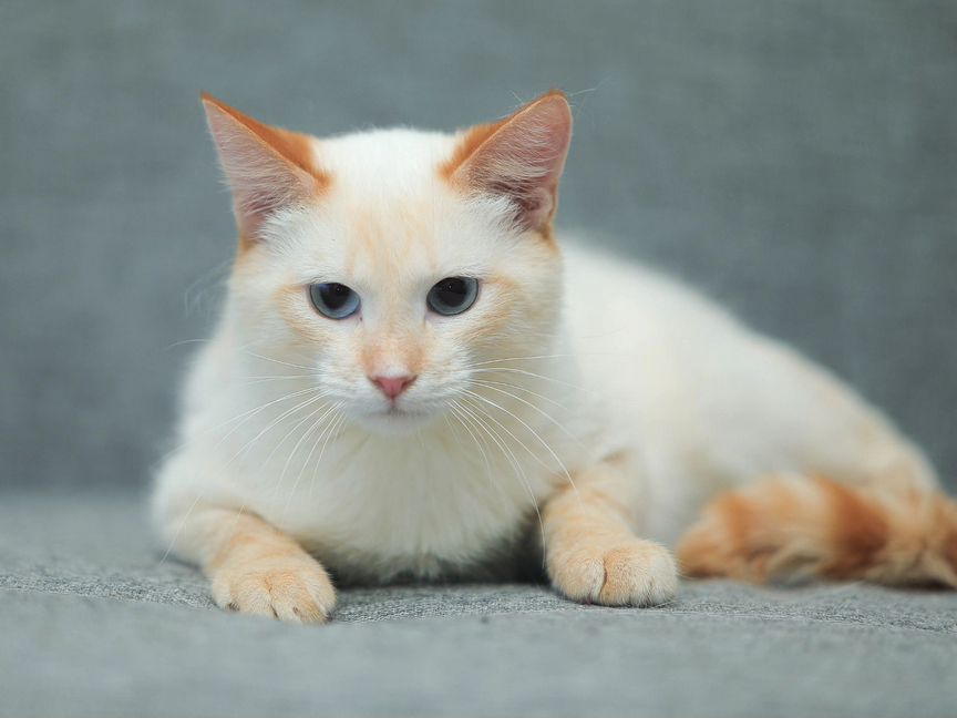 Кошки
