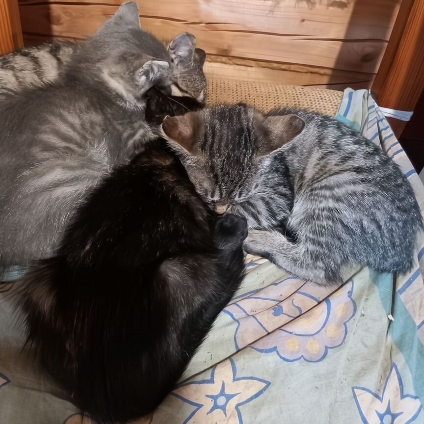 Котёнок в добрые руки