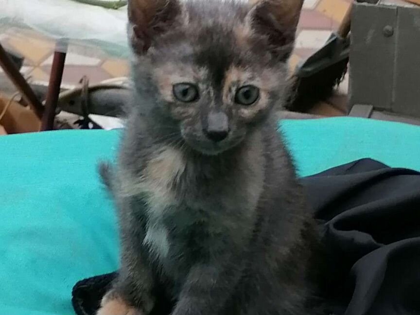 Котята 2мес