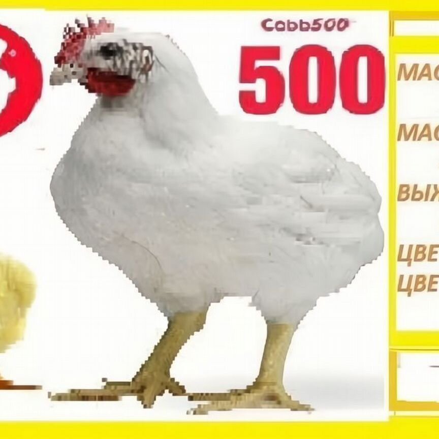 Цыплята суточные кобб-500, цыплята цесарки