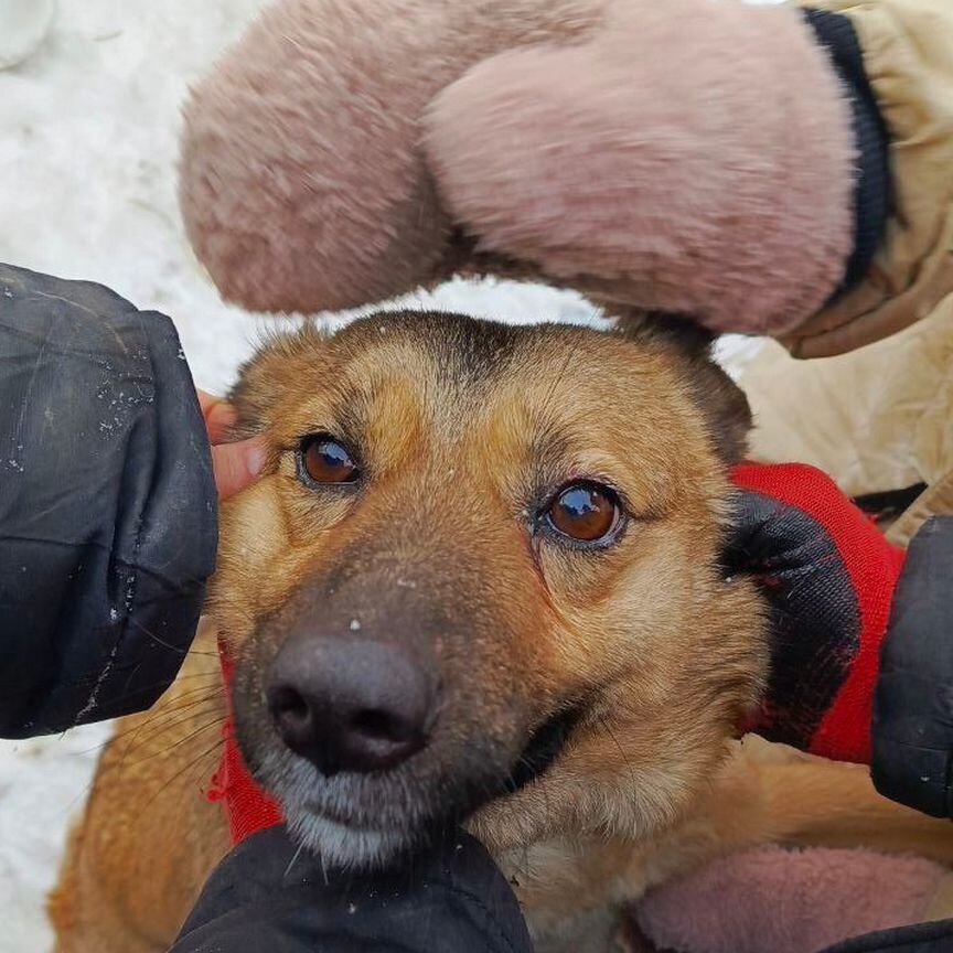Взрослая собака в добрые руки