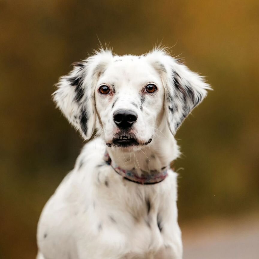 Полли, возрастом 1 год, ждет семью