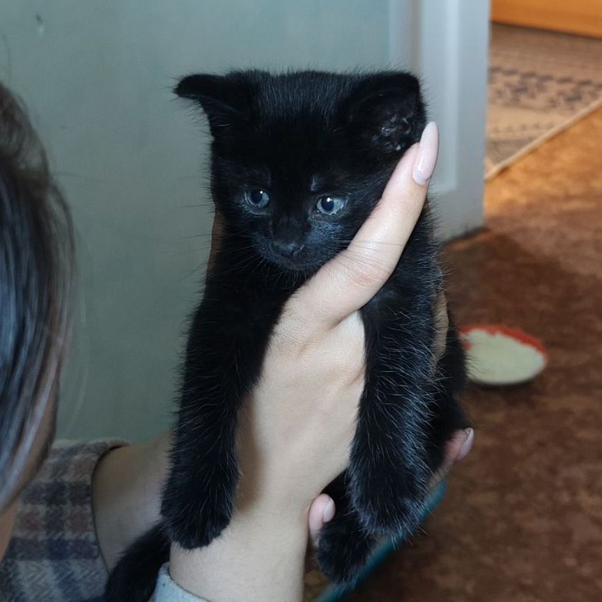 Котята в добрые руки бесплатно