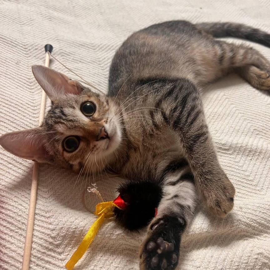 Котенок Яшма