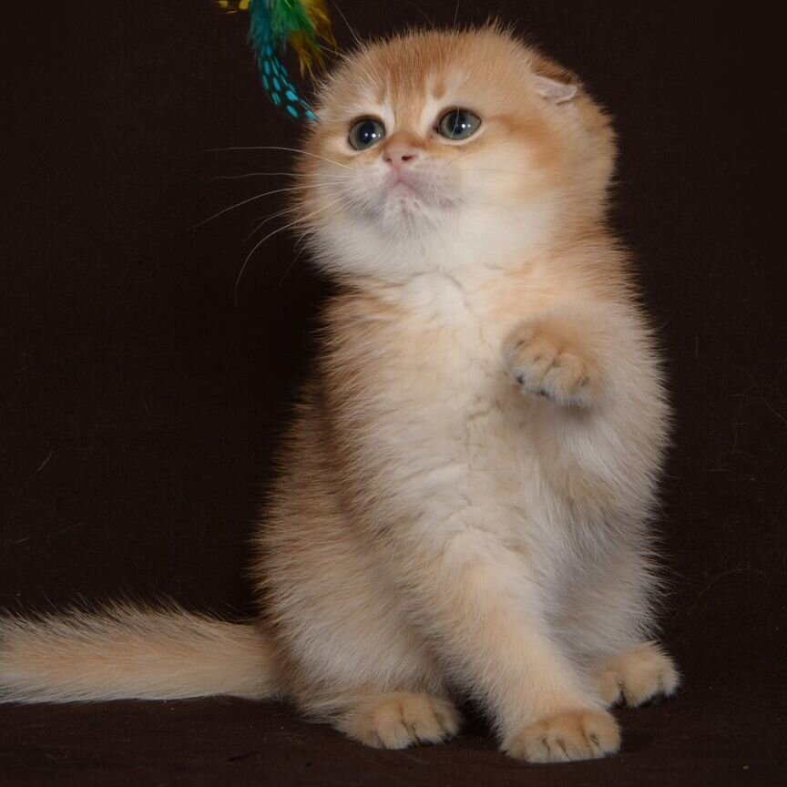 Котенок шотландской породы