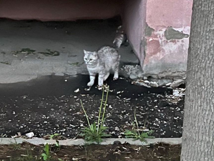 Кошка с котятами