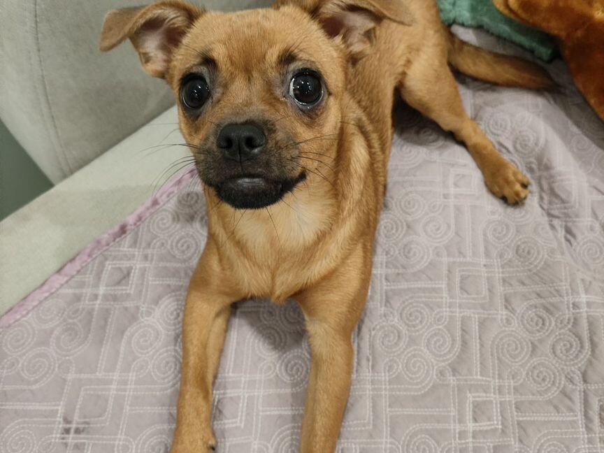 Щенки пти брабансона