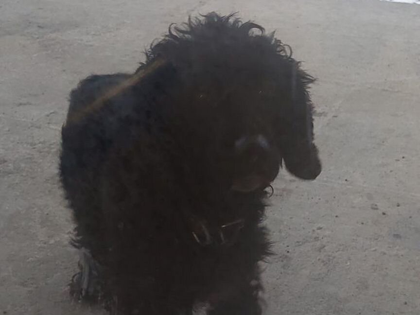 Найдена собака