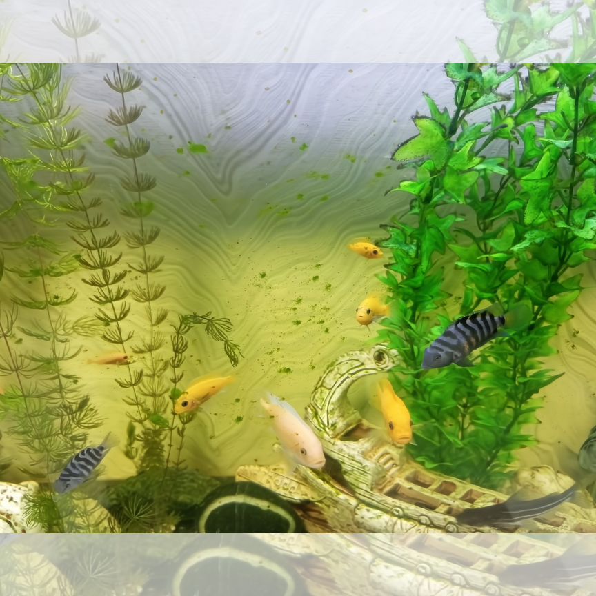 Аквариумные рыбки