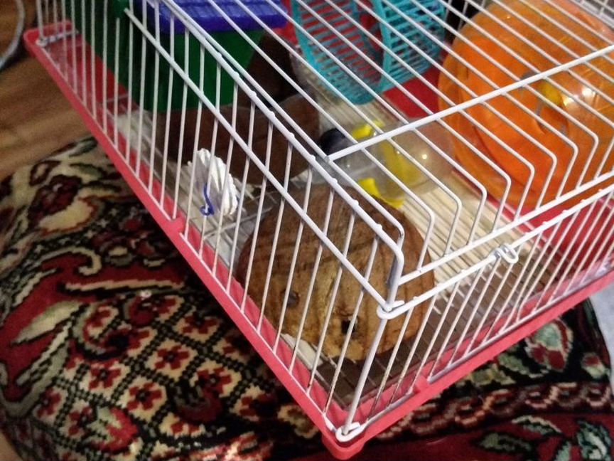 Клетка для джунгарика