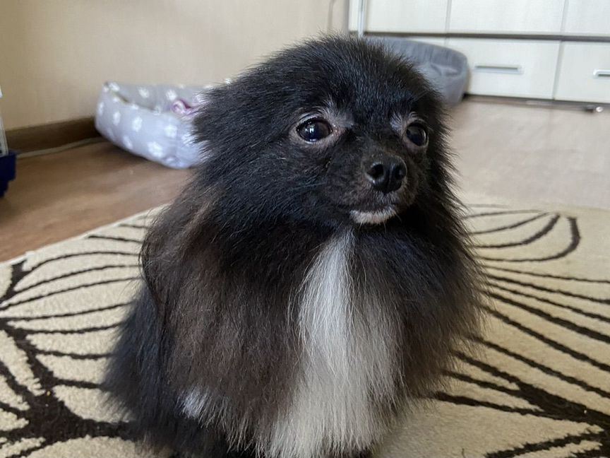 Померанский шпиц