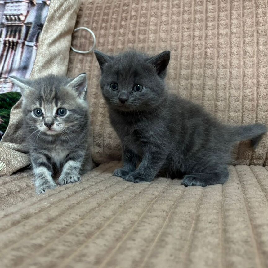 Котята в добрые руки бесплатно