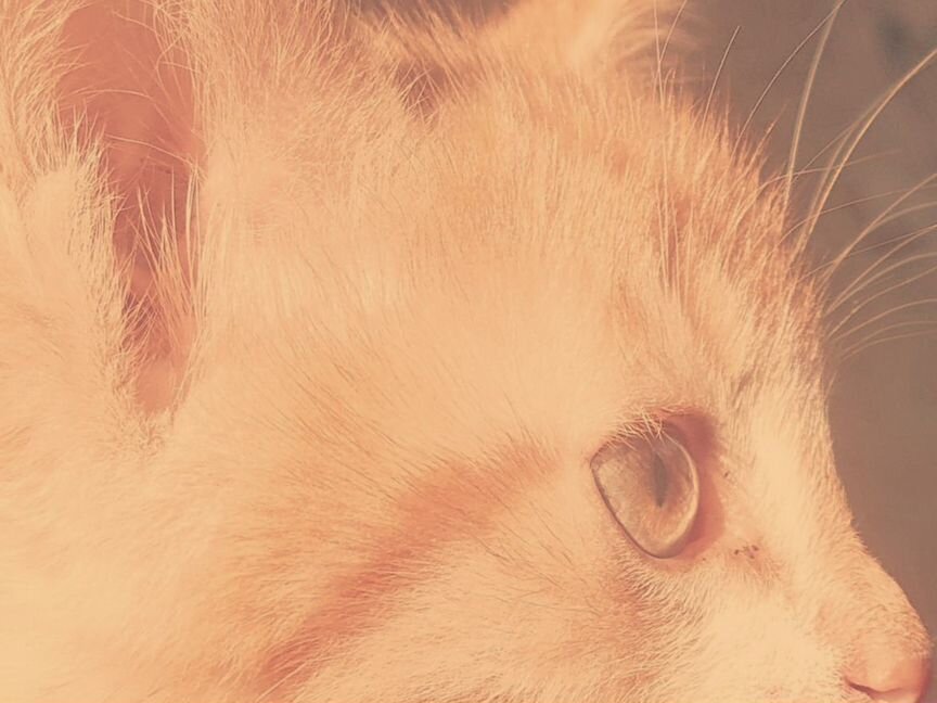 Котёнок. Котёночек. Котейка