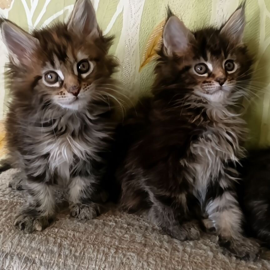 Мейн-кун котёнок