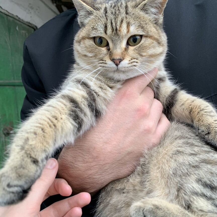 Котенок