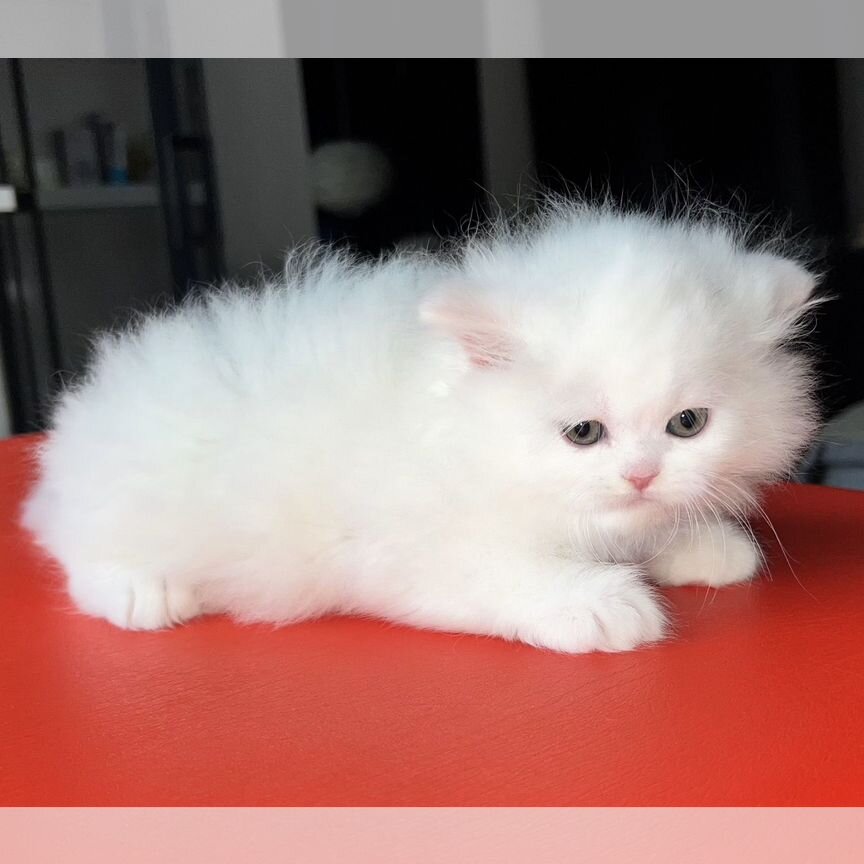 Шотландский прямоухий длинношёрстный котёнок