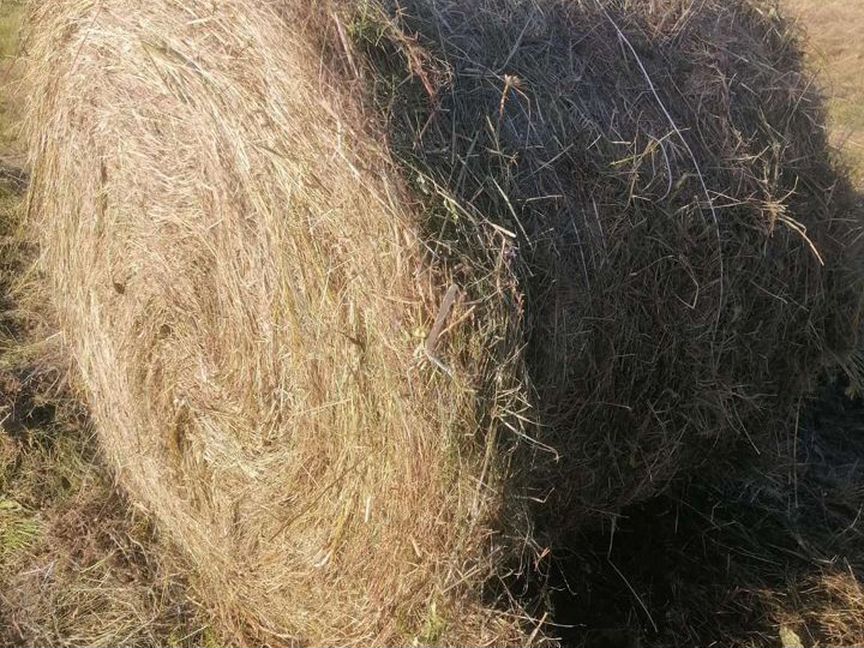 Продам сено 2023 года