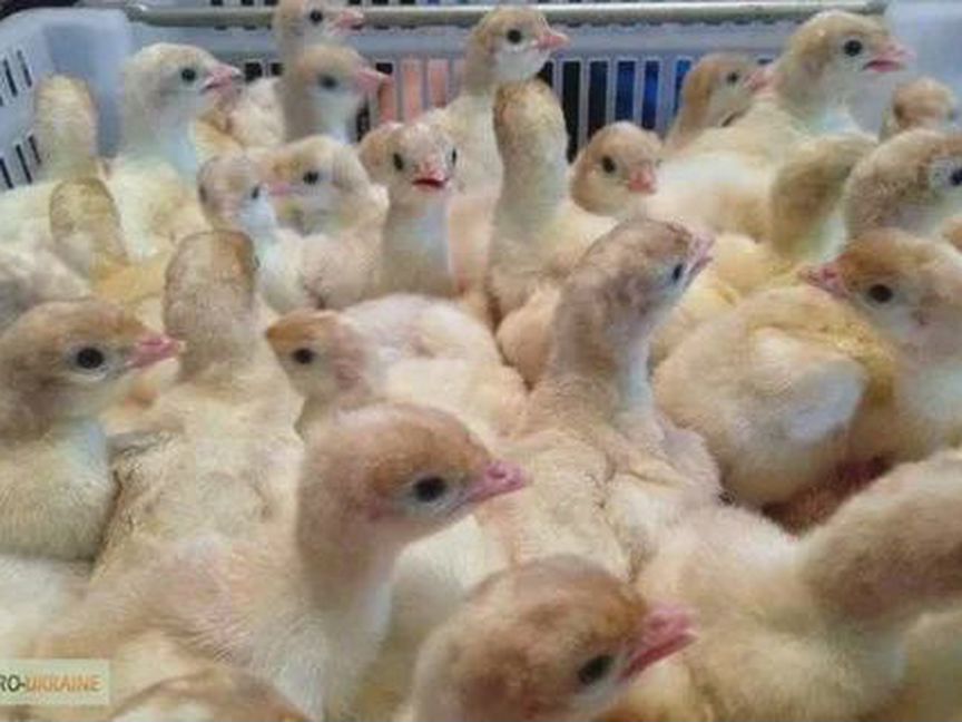 Суточные индюшата