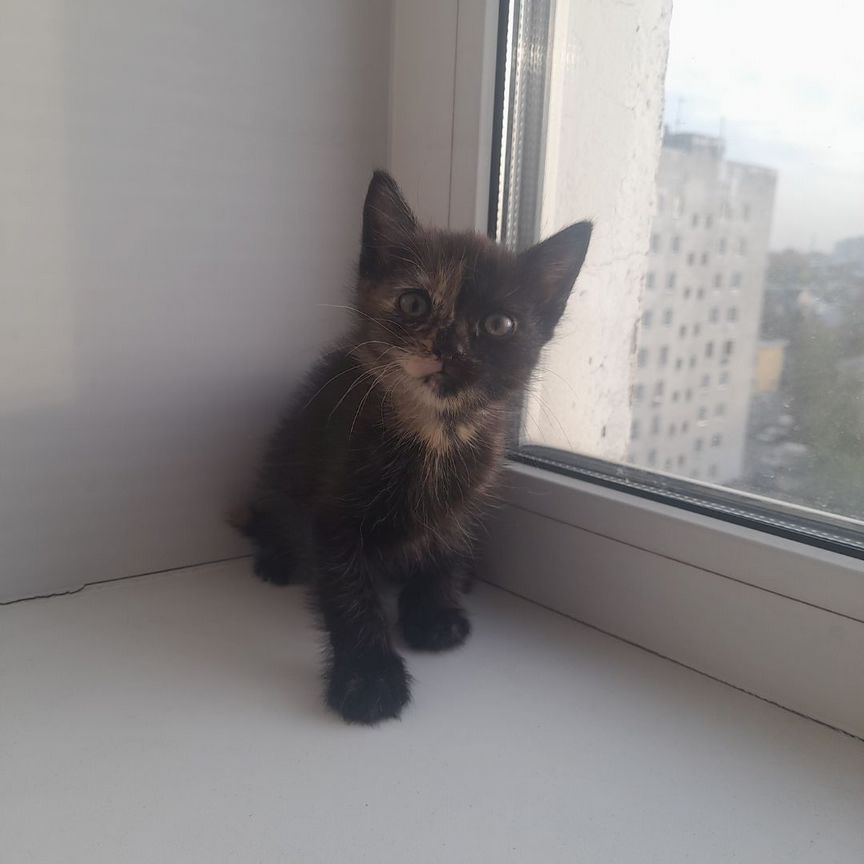 Отдам котёнка в добрые руки