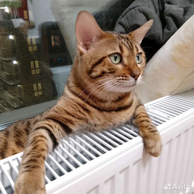 Бенгал вязка