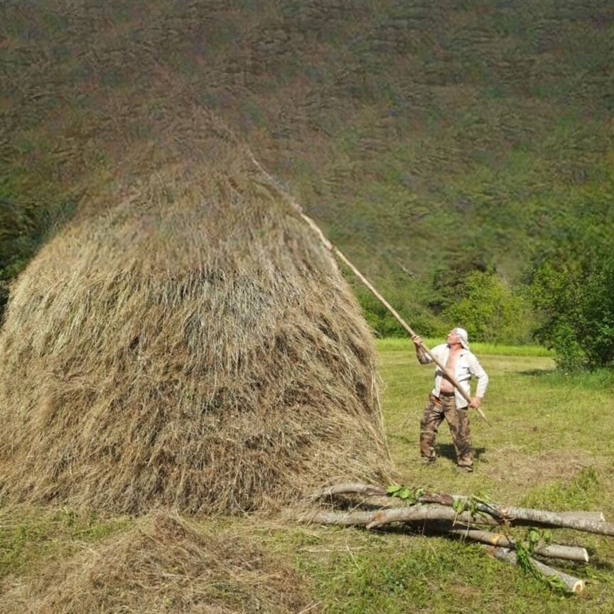 Продажа сено