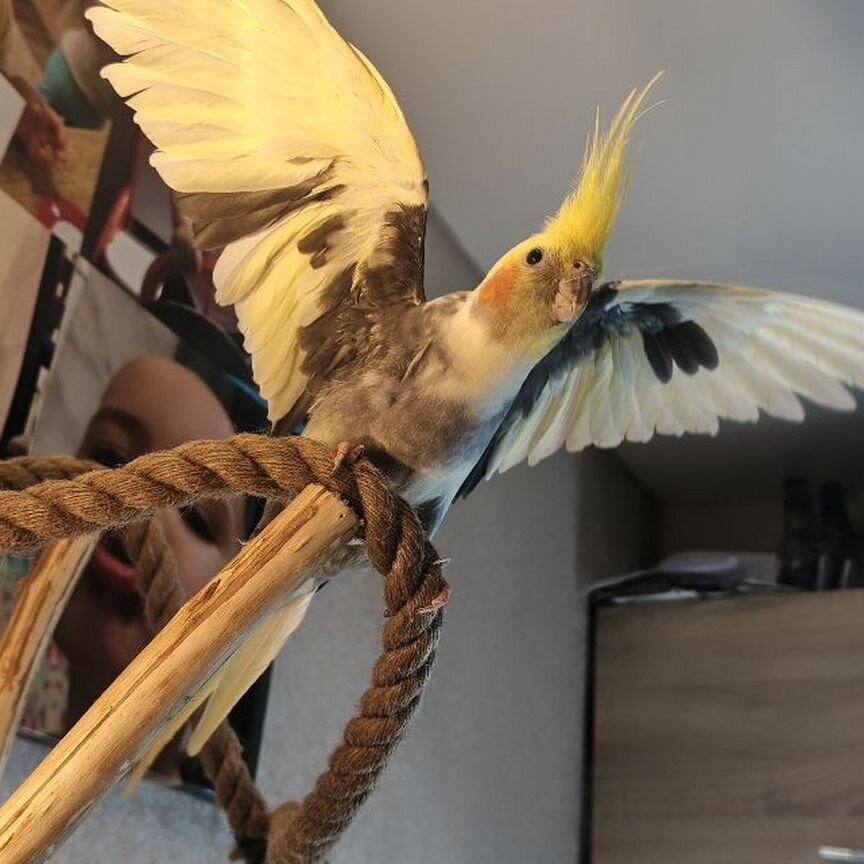 Попугай корелла