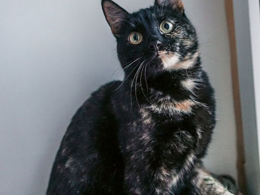 Мусю выкинули на улицу в минус 25 старые хозяева