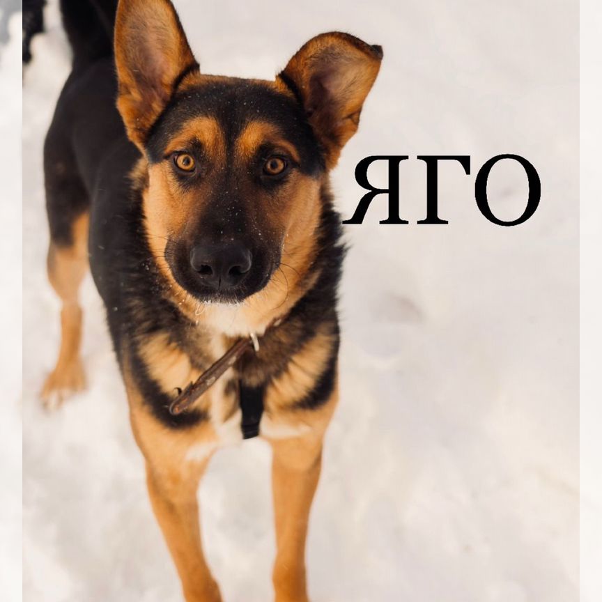 Красавец пёс в добрые руки