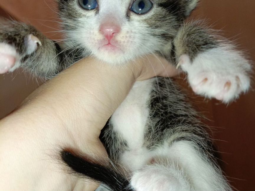 Вислоухие котята