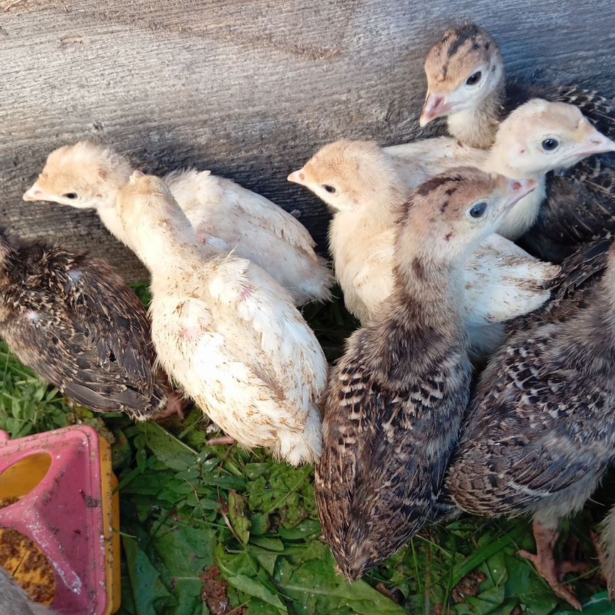 Индюшата Куры,петухи