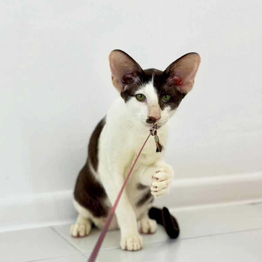 Биколорная ориентальная девочка