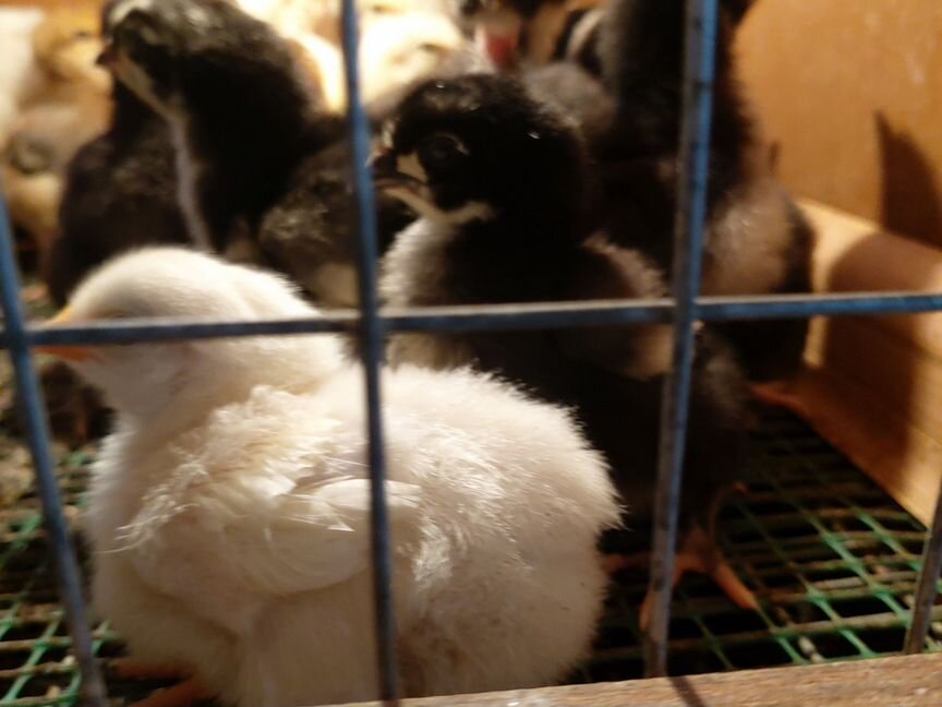 Цыплята микс