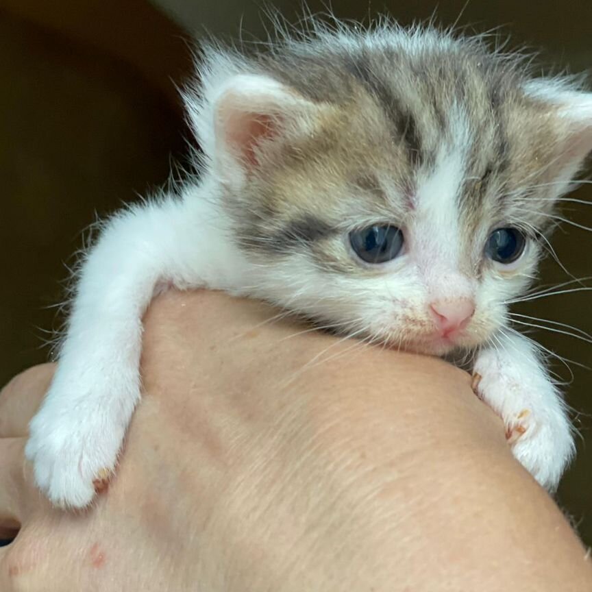 Котенок девочка