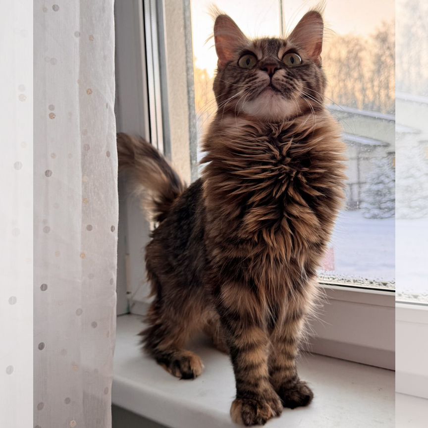 Мейн-кун котёнок