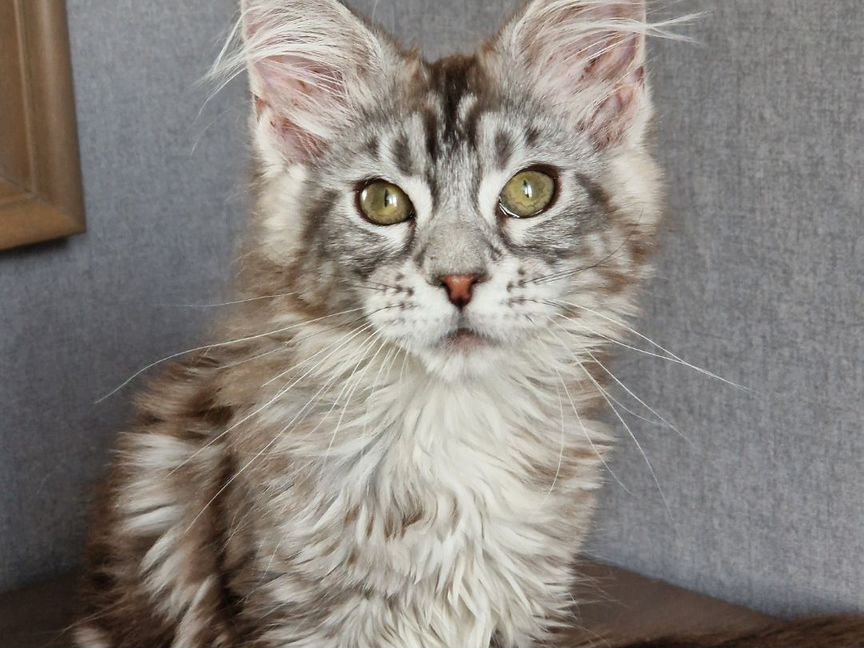 Кошечка мейн кун