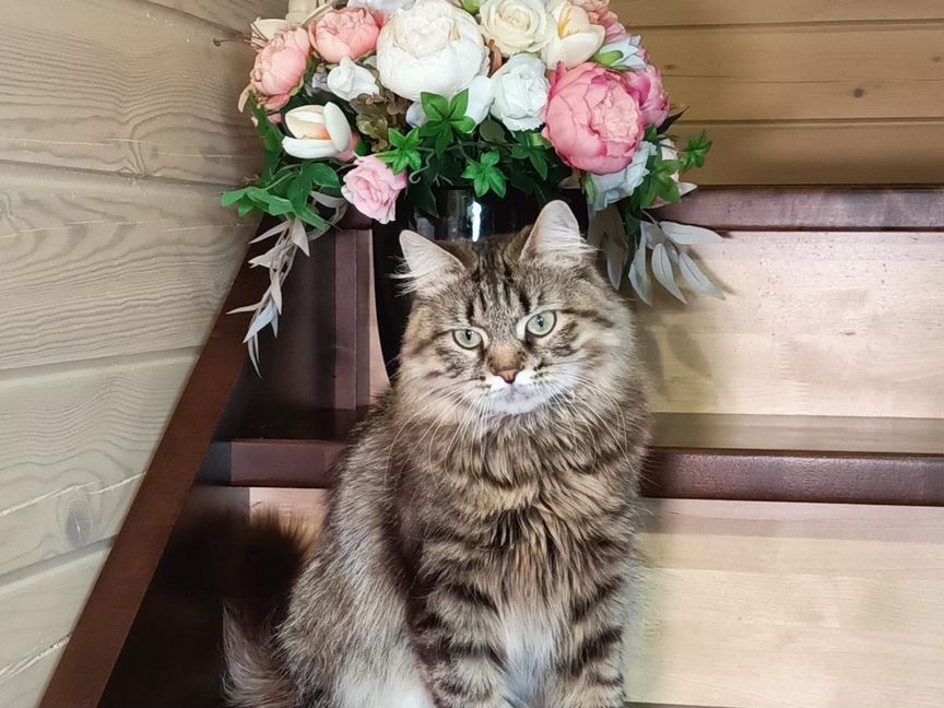 Сибирская кошечка